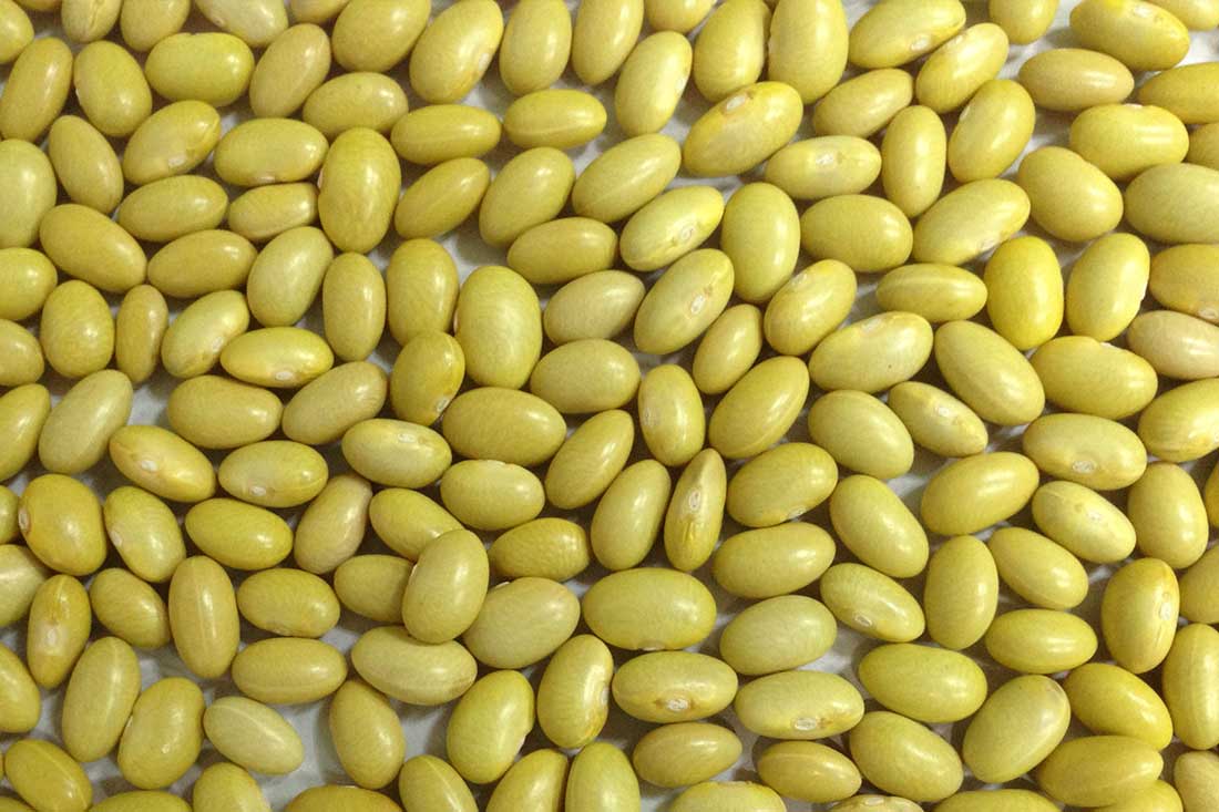 Products Details || Frijol Canario