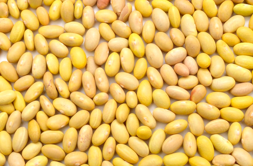 Products Details || Frijol Canario